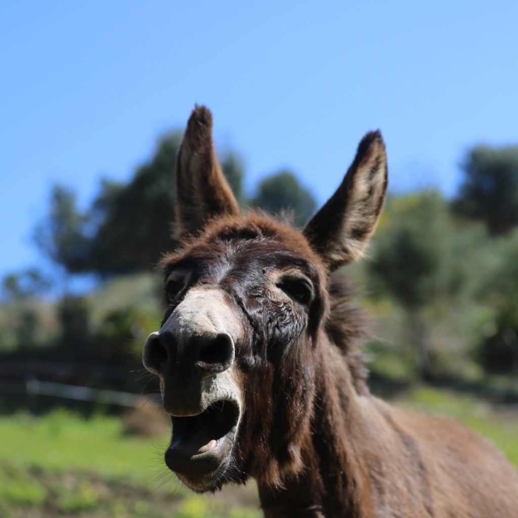 Gallery - Take a look at our precious donkeys