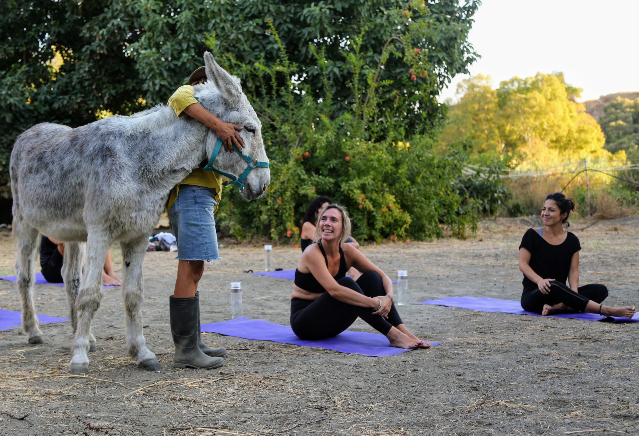 Events, Donkey Sanctuary Mijas and Walks Activity - Donkey Dreamland