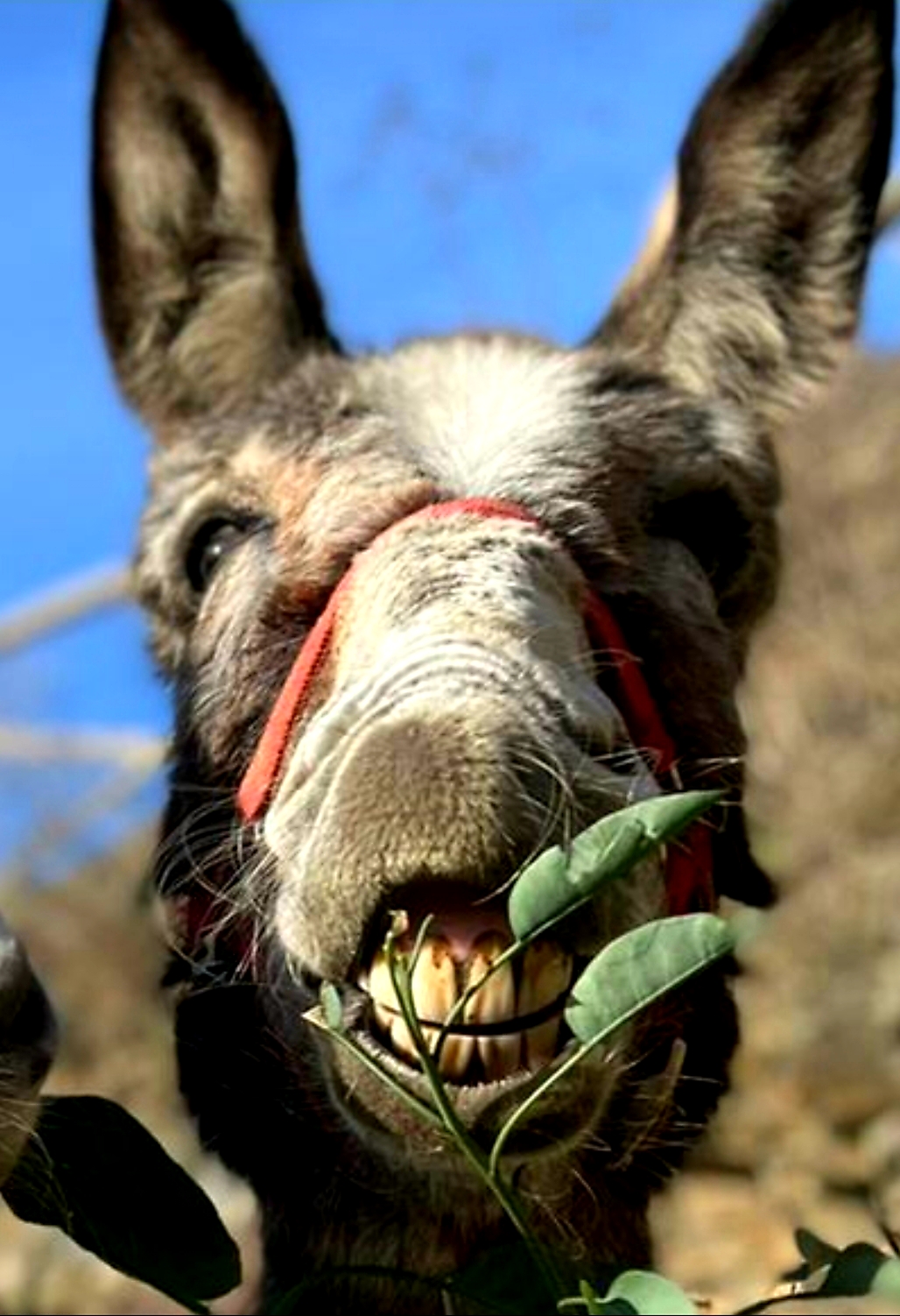 Flor - Donkey Dreamland