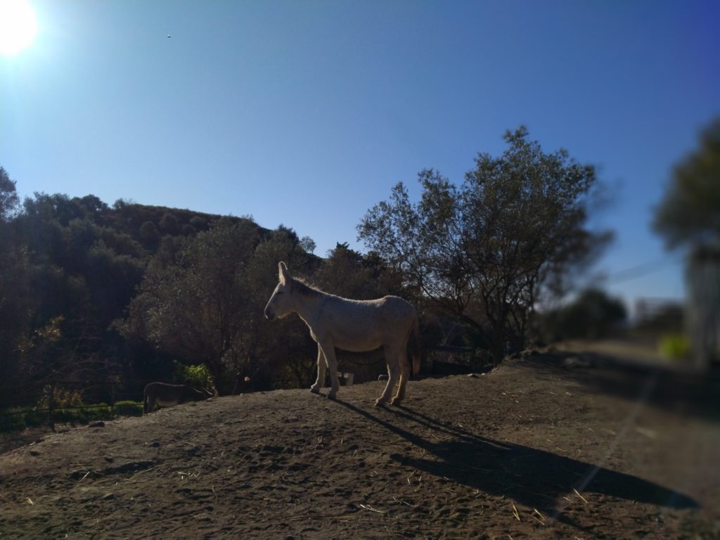 Calm Your Monkey Mind on a Donkey Walk & Yoga with Seána - Donkey Dreamland
